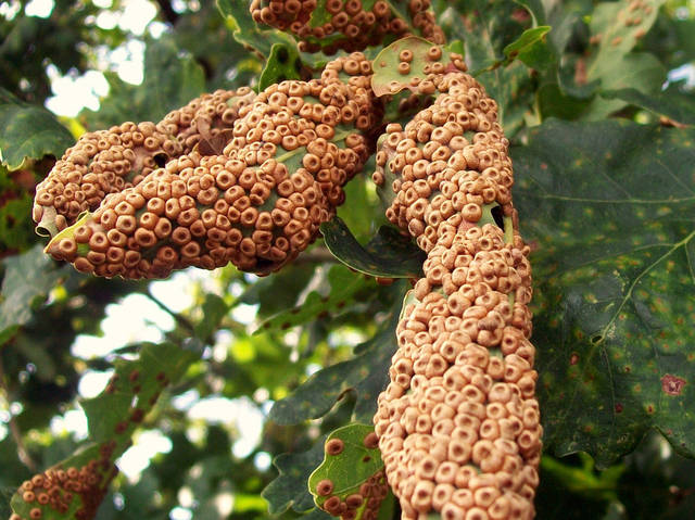 Galls: Creepy and beautiful plant parasites - Boing Boing