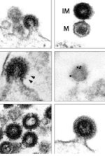 Virus fossil resurrected from human genome - Boing Boing