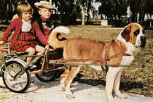 Photos from the real Dog Land - Boing Boing